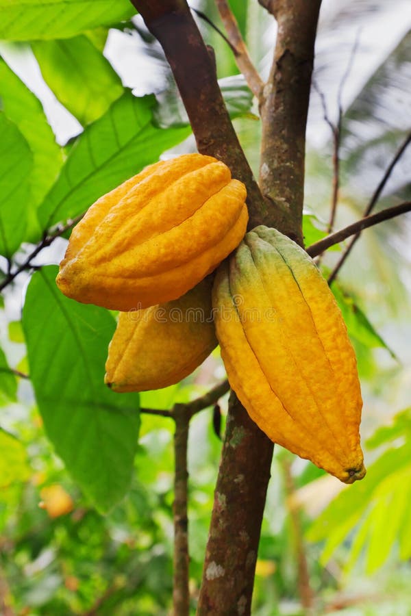 Cocoa tree with pods stock image. Image of food, climate - 20241573