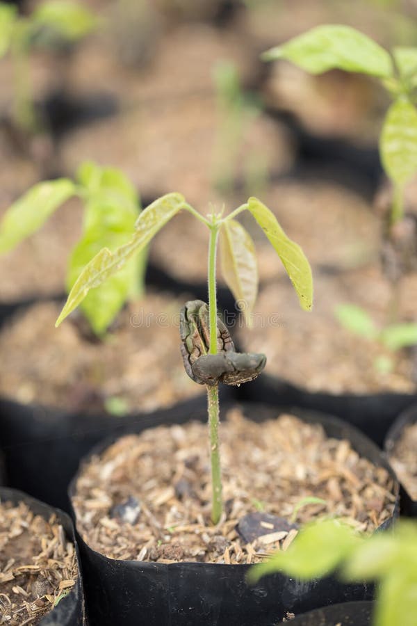 Cocoa Tree in Seeding Bag, in the Greenhouse Stock Photo - Image of ...