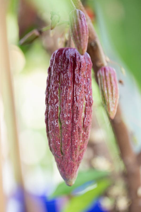 Cocoa Tree in Seeding Bag, in the Greenhouse Stock Image - Image of ...