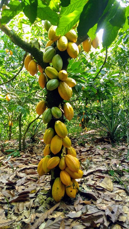 Tree Species In Cameroon Africa at Pam Calhoun blog