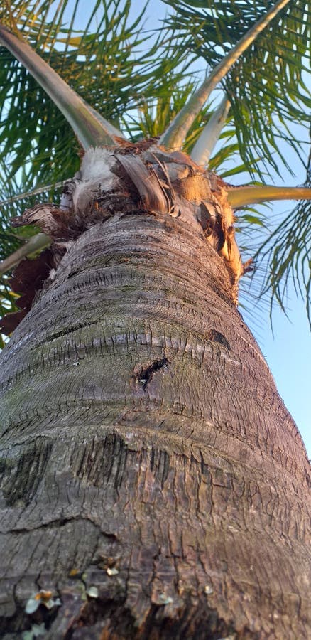 Cocoa tree trunk stock image. Image of cocoa, agriculture - 175721681