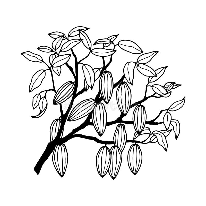 Cocoa Drawing Stock Illustrations – 9,272 Cocoa Drawing Stock ...