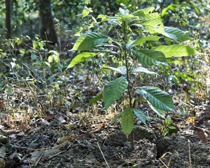 Cocoa Tree Which Manages Planting in Pot Stock Image - Image of ...