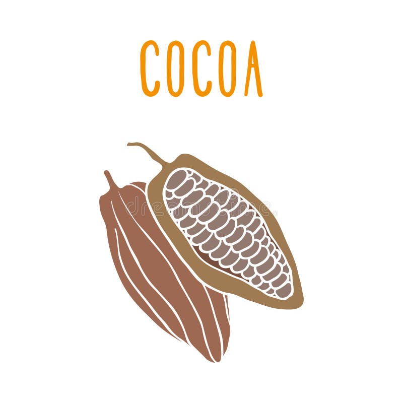 Vector Cocoa Beans stock vector. Illustration of isolated - 96996881
