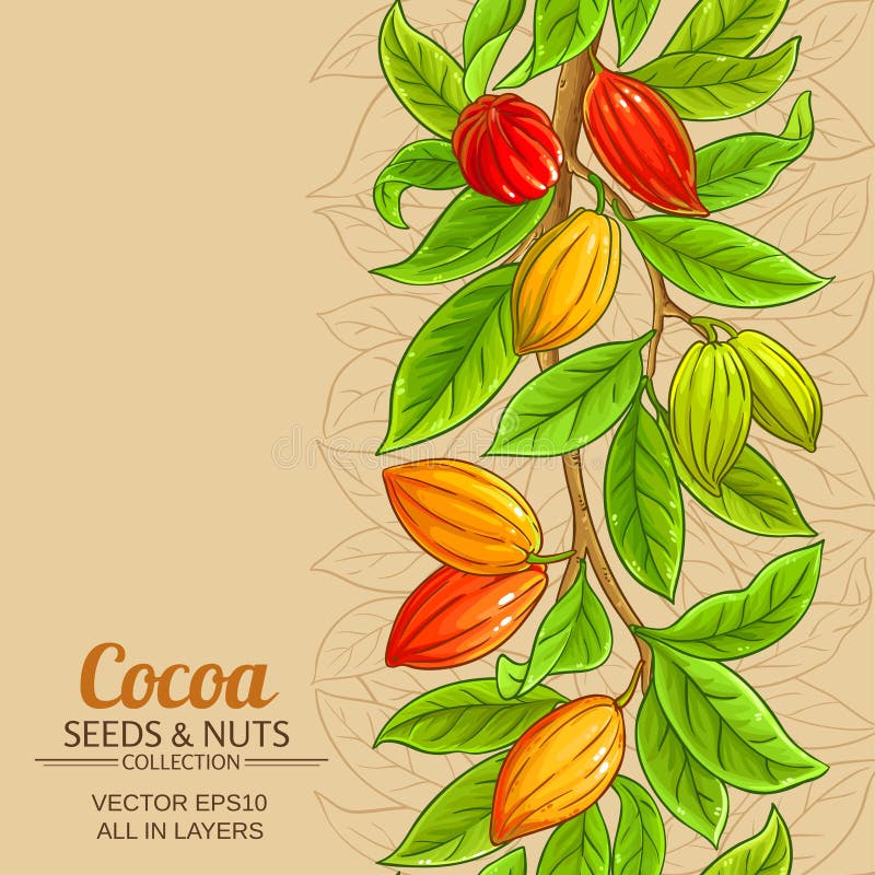 Cocoa plant vector stock vector. Illustration of cocoa - 124595885