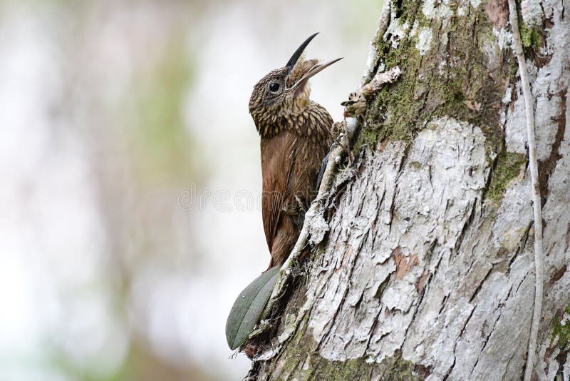 Cocoa Woodcreeper Xiphorhynchus Susurrans Stock Image - Image of insect ...
