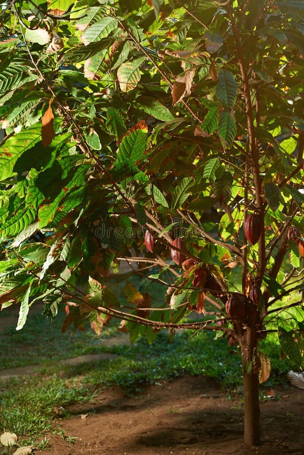 Cocoa young tree stock photo. Image of field, amazon - 89431260
