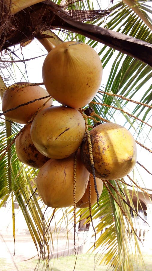 Cocoanut Specie Stock Photos - Free & Royalty-Free Stock Photos from ...