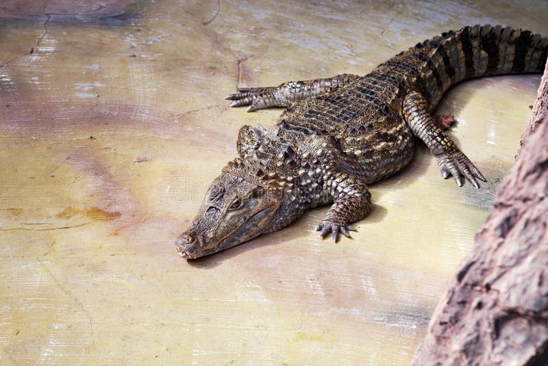 Cocodrilo, Visión Desde Arriba Imagen de archivo - Imagen de color ...