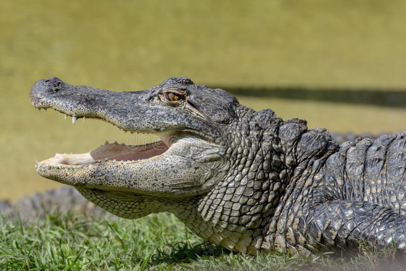 Cocodrilo foto de archivo. Imagen de pantano, luisiana - 8819212