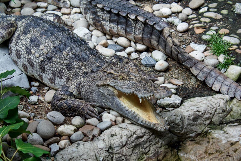 Cocodrilo De Asia Fotos De Stock - Download 2,979 Fotos Libres de Derechos
