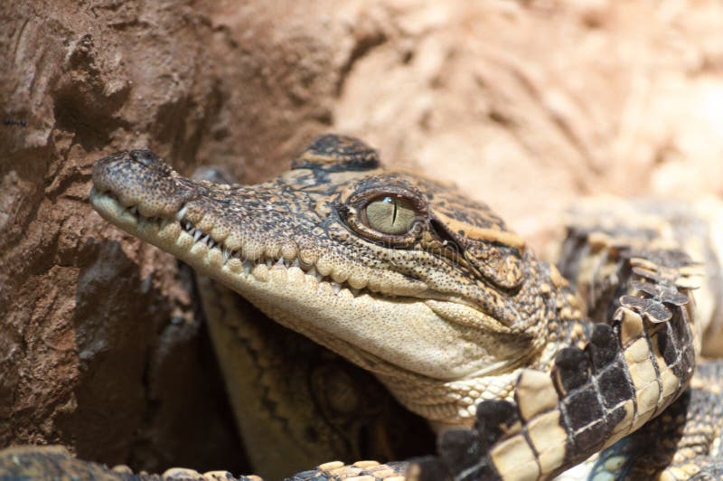 Huevos Para Incubar Del Cocodrilo De La Incubación Recién Nacida Del ...