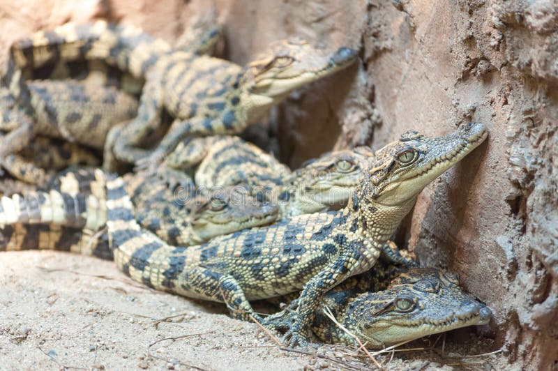 Huevos Para Incubar Del Cocodrilo De La Incubación Recién Nacida Del ...