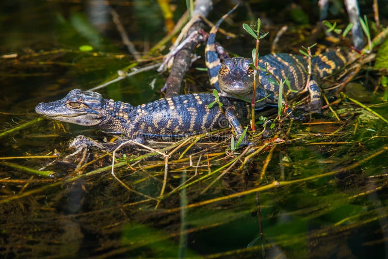 Caimanes Bebés imagen de archivo. Imagen de despredador - 70410643