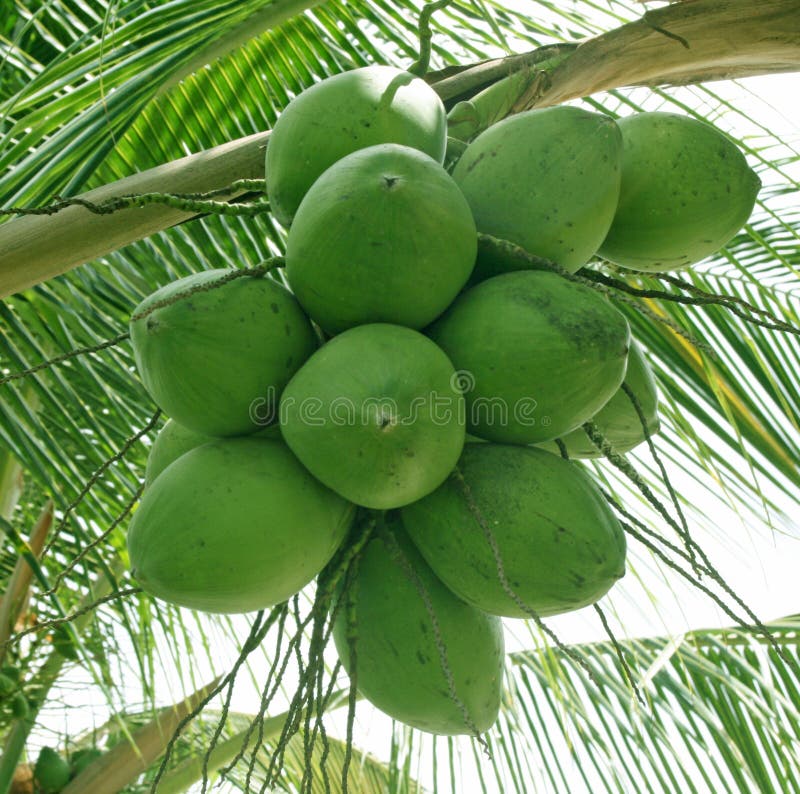 Cocoes on a palm tree stock photo. Image of vitamin, growth - 11672996