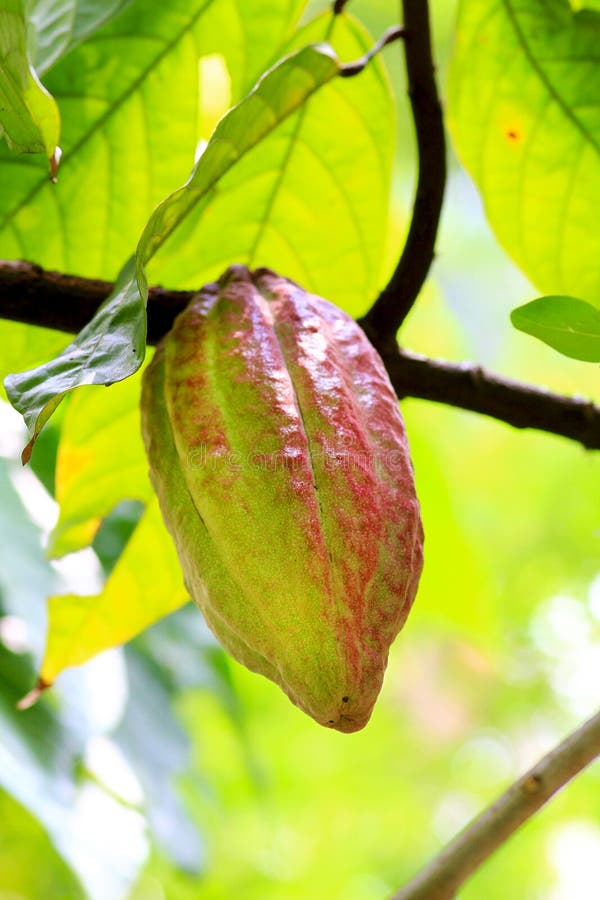 Cocofruit stock foto. Image of stam, groen, installatie - 30331248