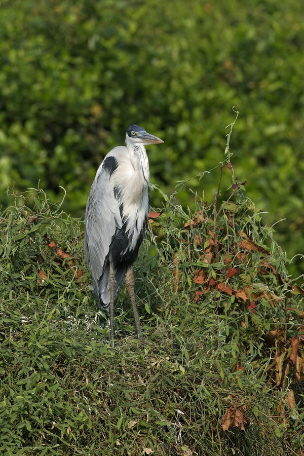 Cocoi heron, Ardea coco stock photo. Image of brazil - 36050748