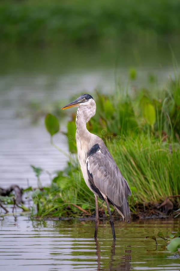 Cocoi heron stock image. Image of trinidad, environment - 351589453