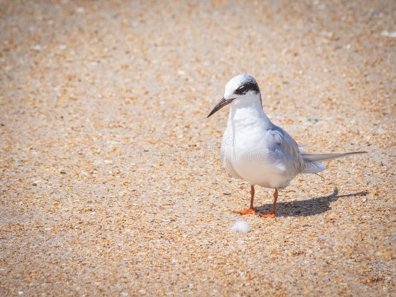 Common tern on beach stock image. Image of relaxing - 212360687
