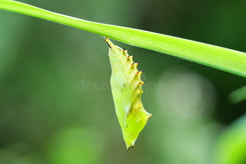Cocon photo stock. Image du cocon, nature, coup, verdure - 10895266