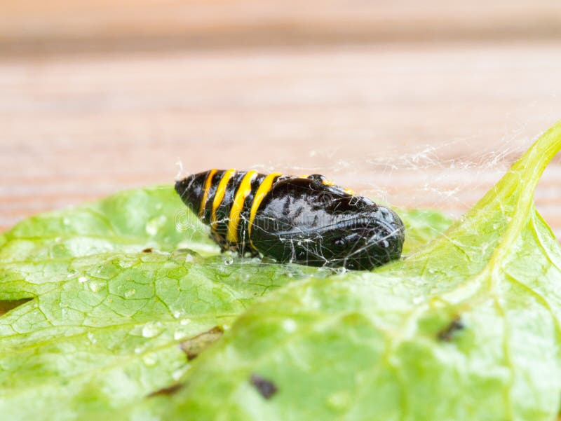 Cocon d'insectes image stock. Image du jaune, noir, entomologie - 73282389