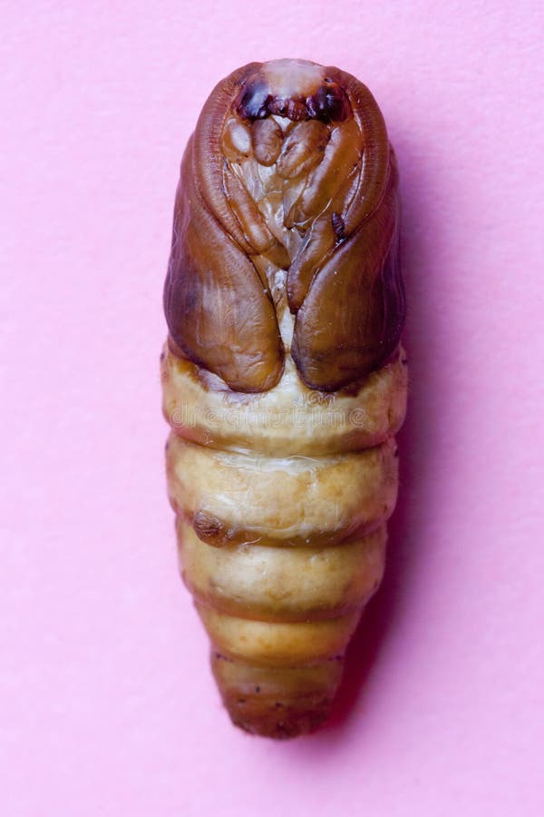 Cocon De Mite De Museau D'insecte Sur Le Rose Photo stock - Image du ...