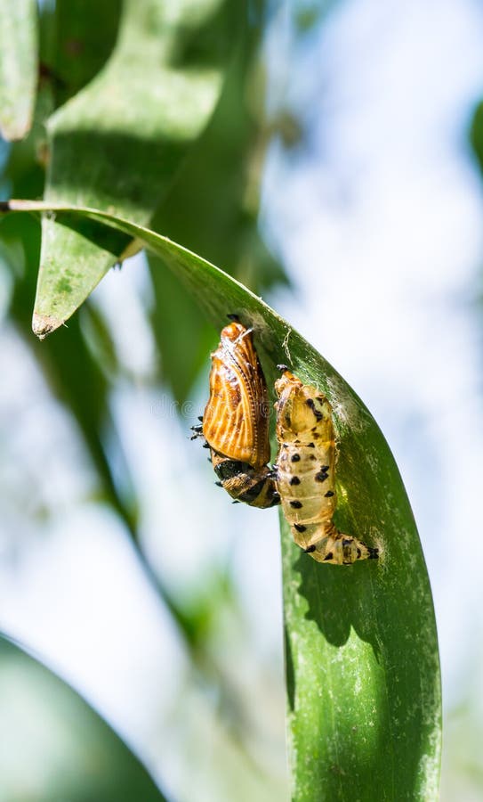 Cocoon En De Lege Pop Van De Vlinder Stock Foto - Image of biologie ...