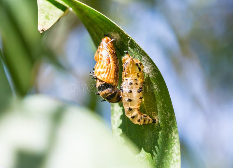 Cocon En De Lege Pop Van Vlinder Stock Foto - Image of groei ...