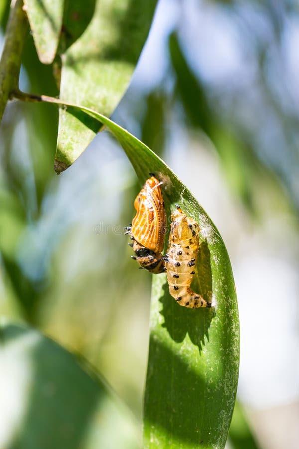 Cocoon En De Lege Pop Van De Vlinder Stock Foto - Image of groei ...