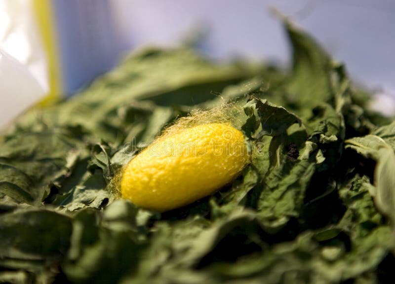 Cocon in gele kleur stock foto. Image of leven, nave - 14403658