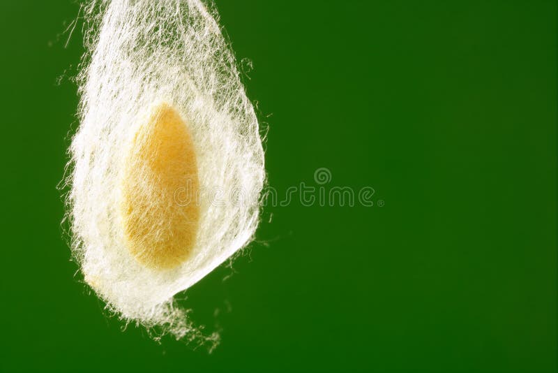Cocon Van Zijderups Het Hangen Op Netto Zijderups Stock Foto - Image of ...