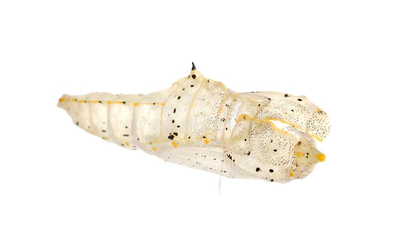 Cocon De Papillon De Chou (brassicae De Pieris) Photo stock - Image of ...