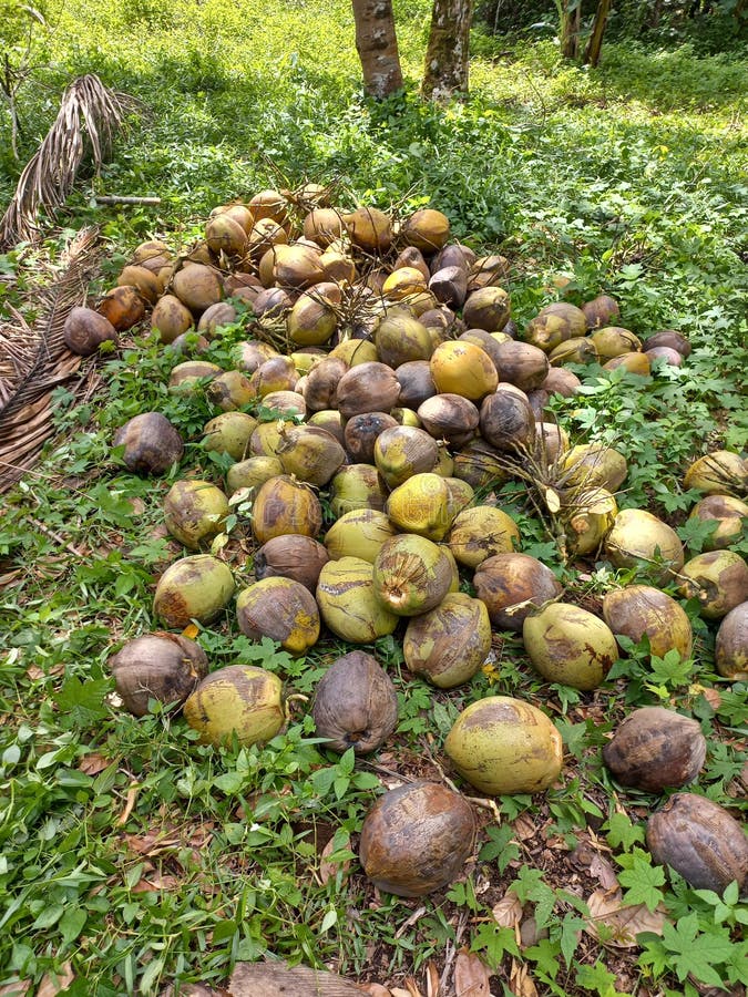 Coconat Fruit on the Ground Stock Image - Image of yard, soil: 260841175