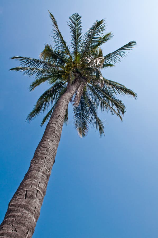 Coconat or palm. stock image. Image of trip, shore, relax - 23866805
