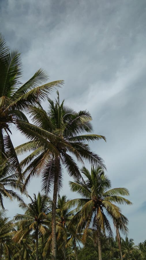 Coconat palm stock image. Image of tree, produce, leaf - 260713627