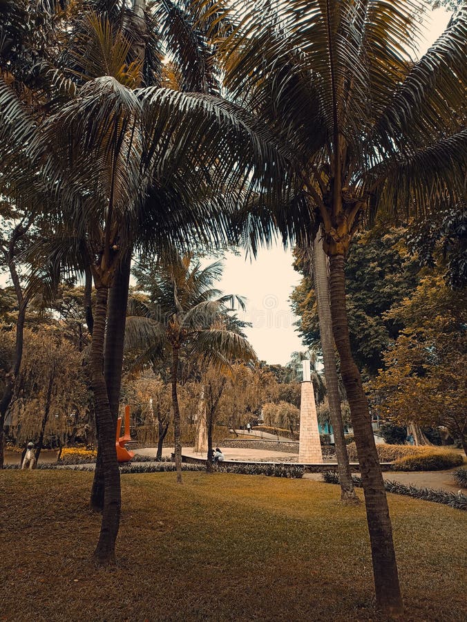 Coconat Tree, in South Jakarta Indonesia Stock Image - Image of ...