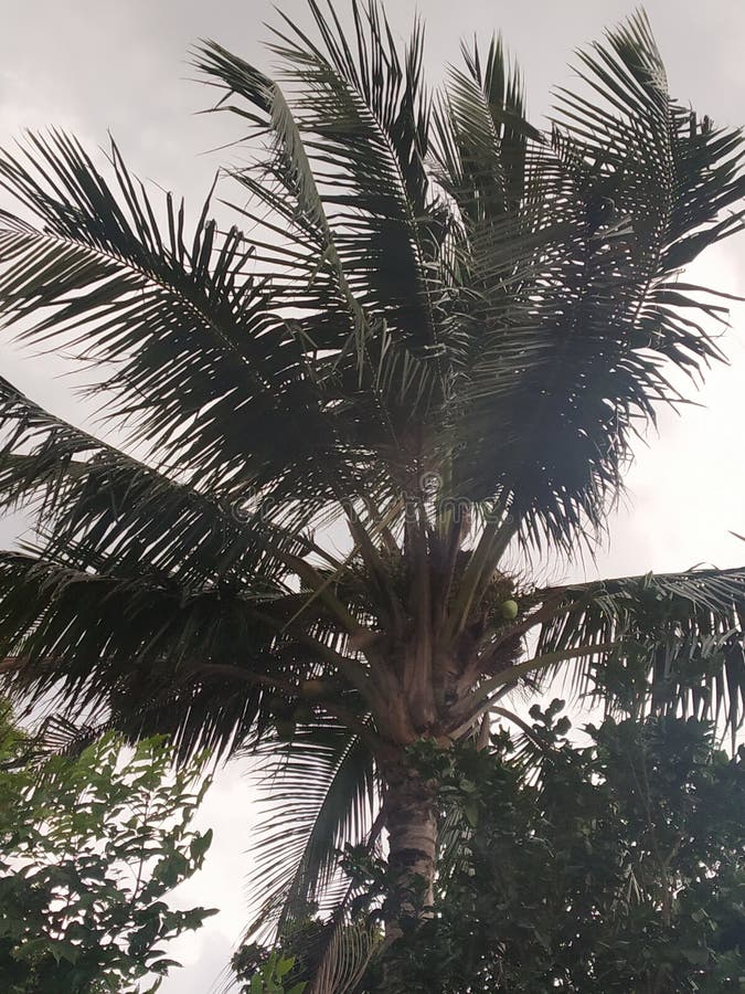 A Coconat Tree during Strom Stock Image - Image of nature, beautiful ...