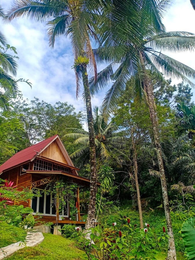 Coconot Trees Stock Photos - Free & Royalty-Free Stock Photos from ...