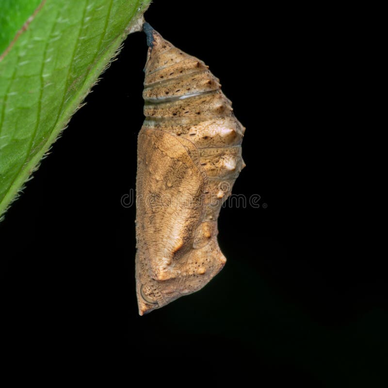Papillon et cocons photo stock. Image du monarque, population - 84664342