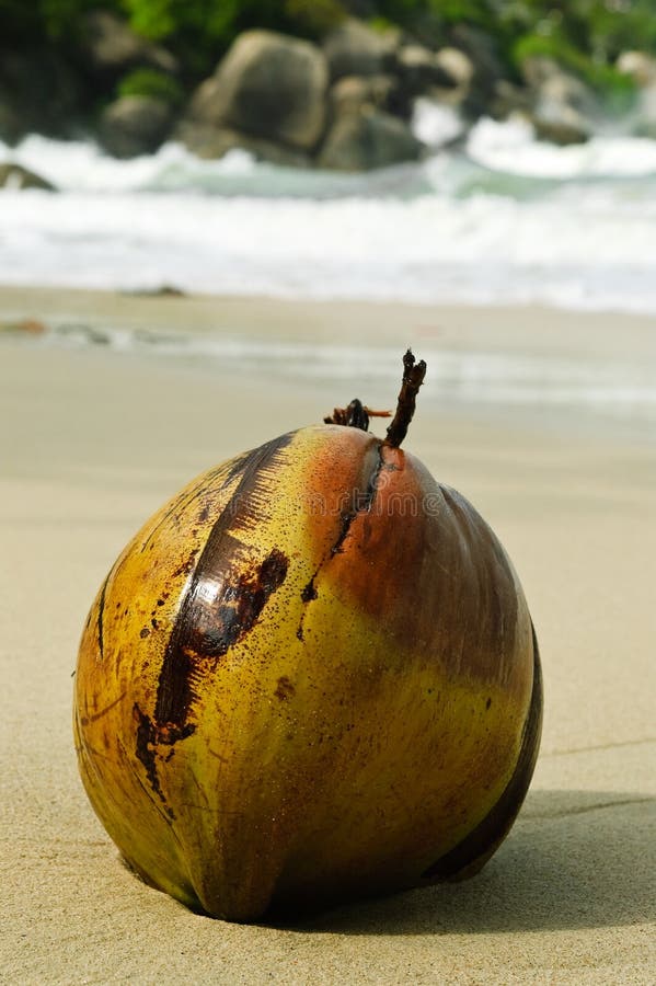 Coconut stock image. Image of ocean, coconut, tranquil - 11707039