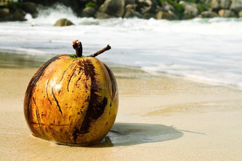 Coconut stock photo. Image of coconut, vacations, wave - 11746158