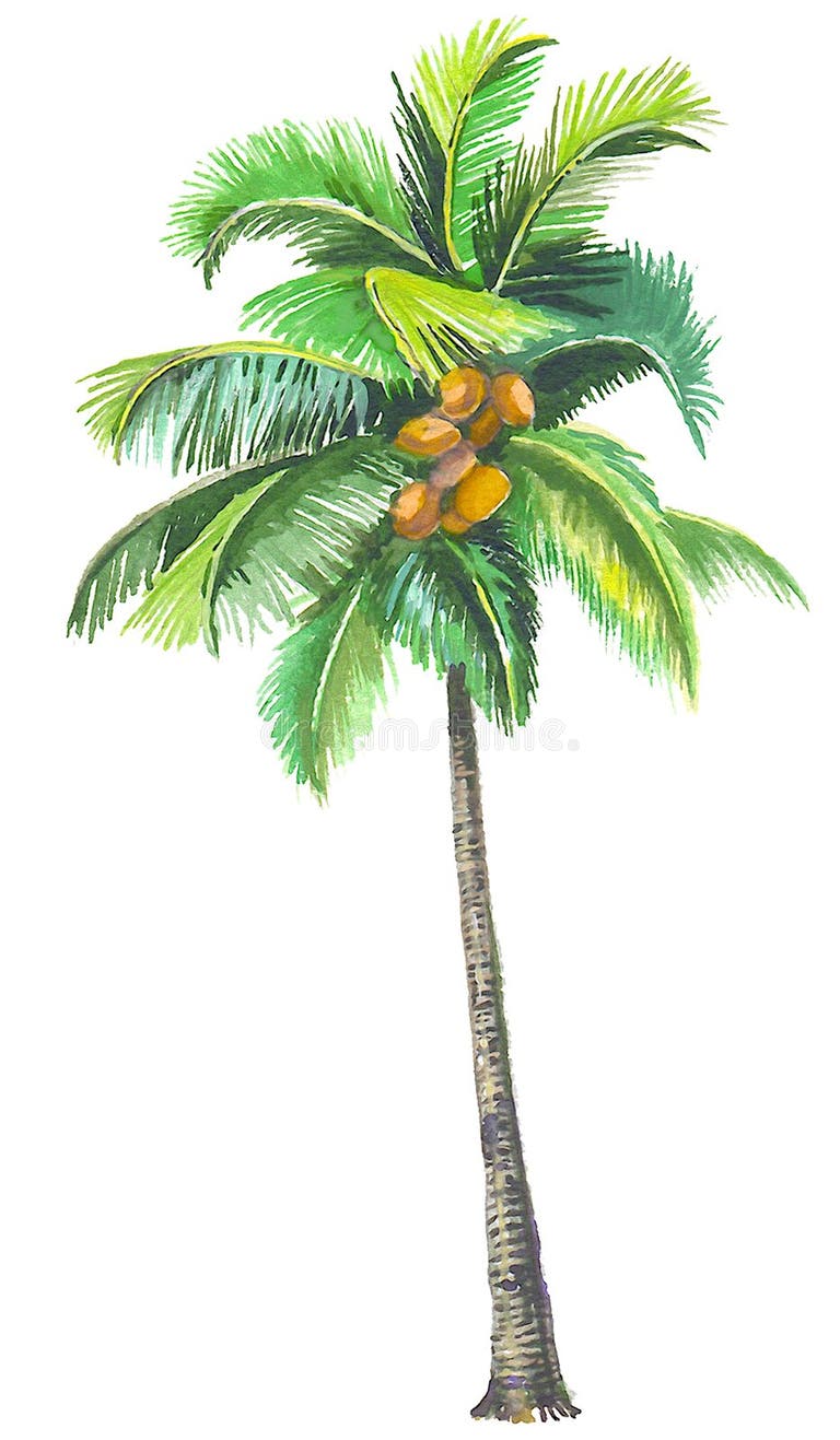 Thailand Coconut Stock Illustrations – 9,779 Thailand Coconut Stock ...