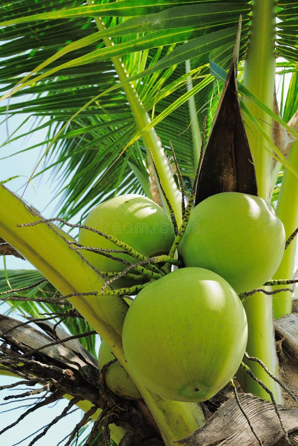 Ripe Coconut Palm stock photo. Image of healthy, bunch - 4672396