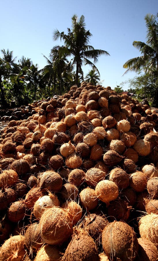 673 Copra Tree Stock Photos - Free & Royalty-Free Stock Photos from ...