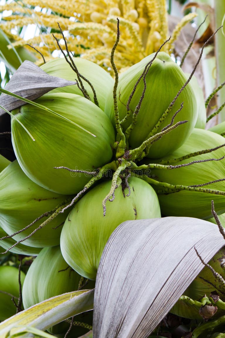 5,542 Ripe Coconut Tree Stock Photos - Free & Royalty-Free Stock Photos ...