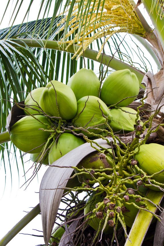5,542 Ripe Coconut Tree Stock Photos - Free & Royalty-Free Stock Photos ...