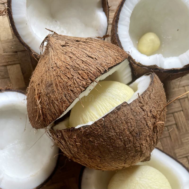 Coconut Sprouts stock image. Image of fruit, plant, coconut - 58304929