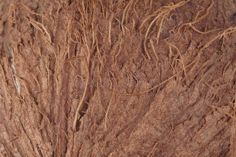 Coconut background stock image. Image of fuzzy, shell - 6880925