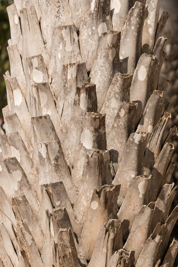 This is the Old Dry Coconut Bark Close-up Shot when Sunlight Fell on ...