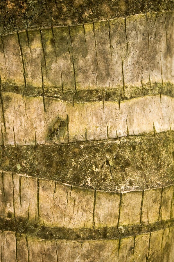 150+ Coconut tree texture Free Stock Photos - StockFreeImages